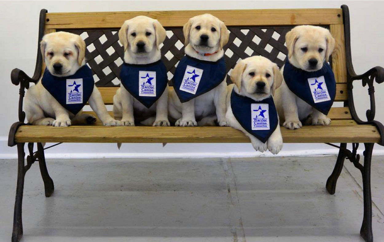 Service Dogs - The Diamondback