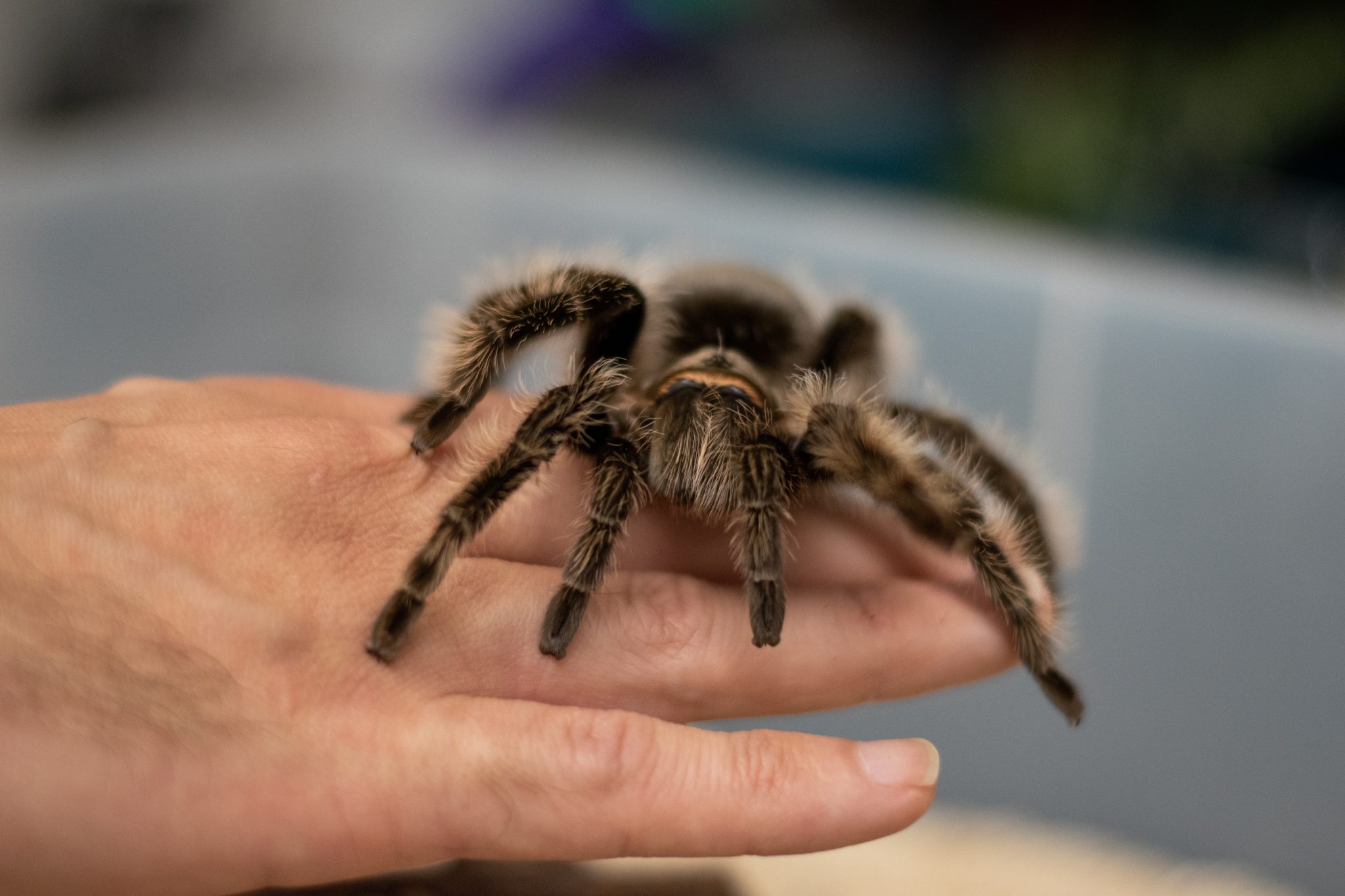 Tarantulas, stick bugs and more take center stage at UMD entomology zoo